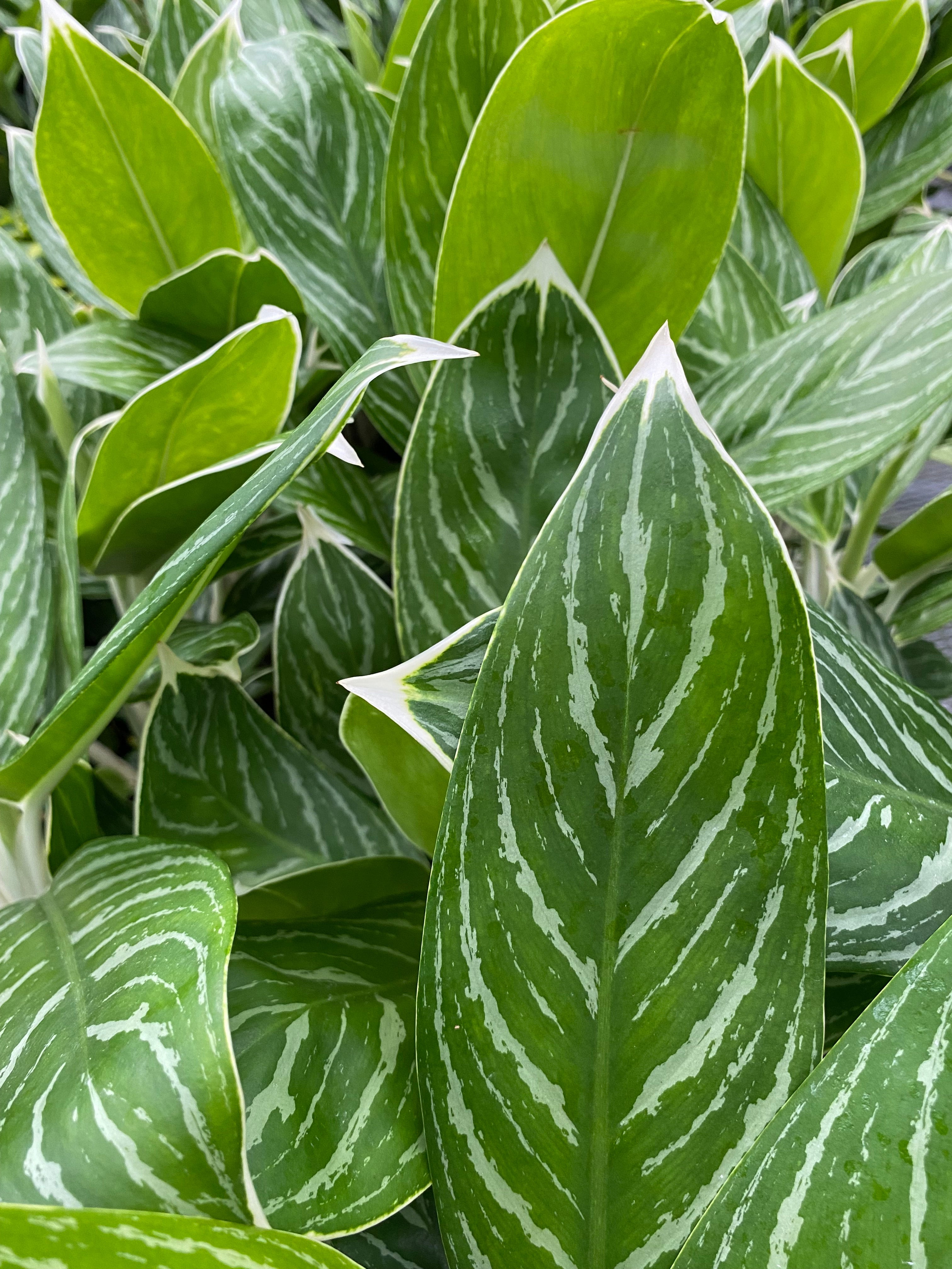 Aglaonema 'Snow White' | Jade & Co