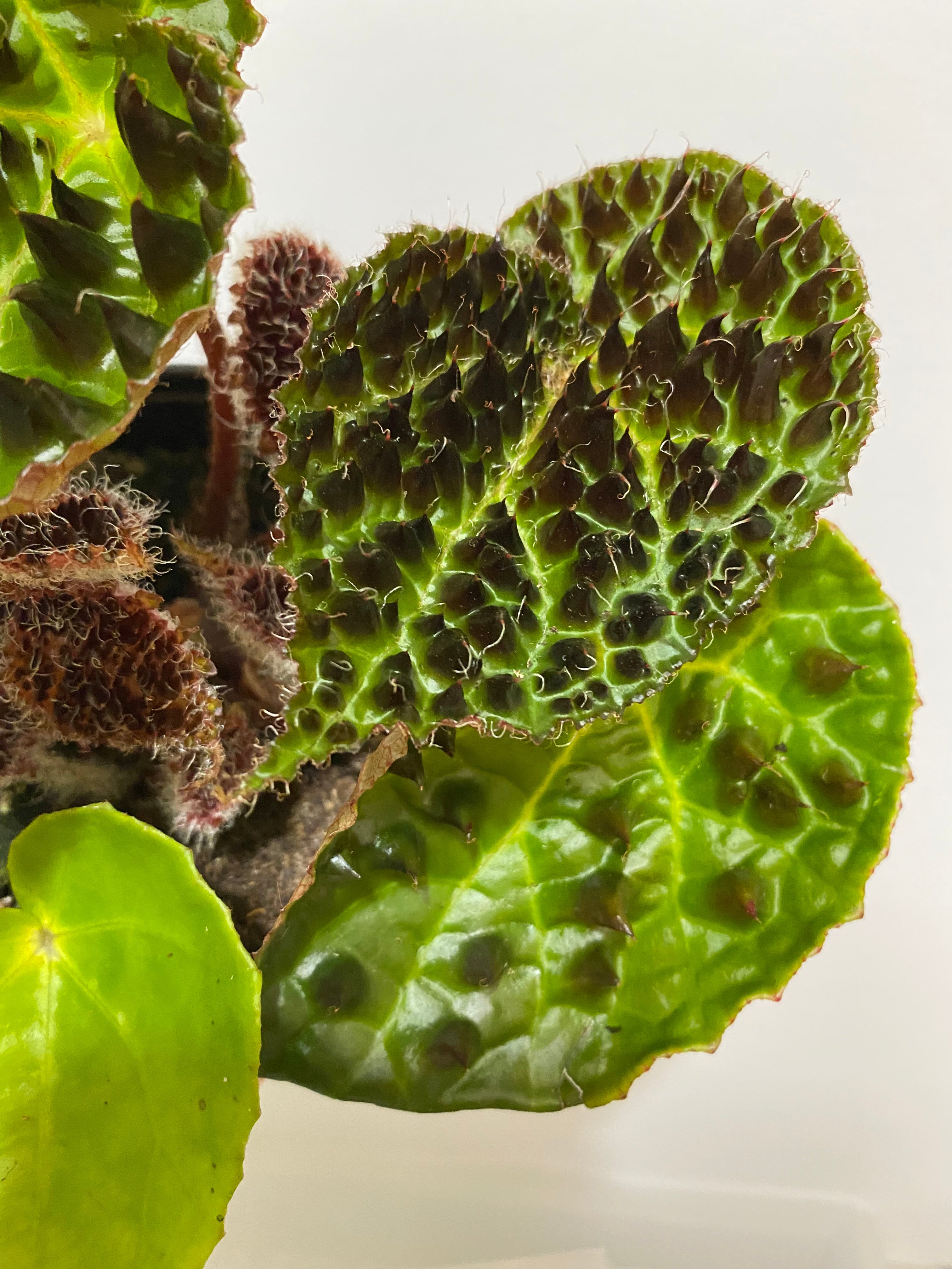 Begonia ferox 'Fierce' | Jade & Co