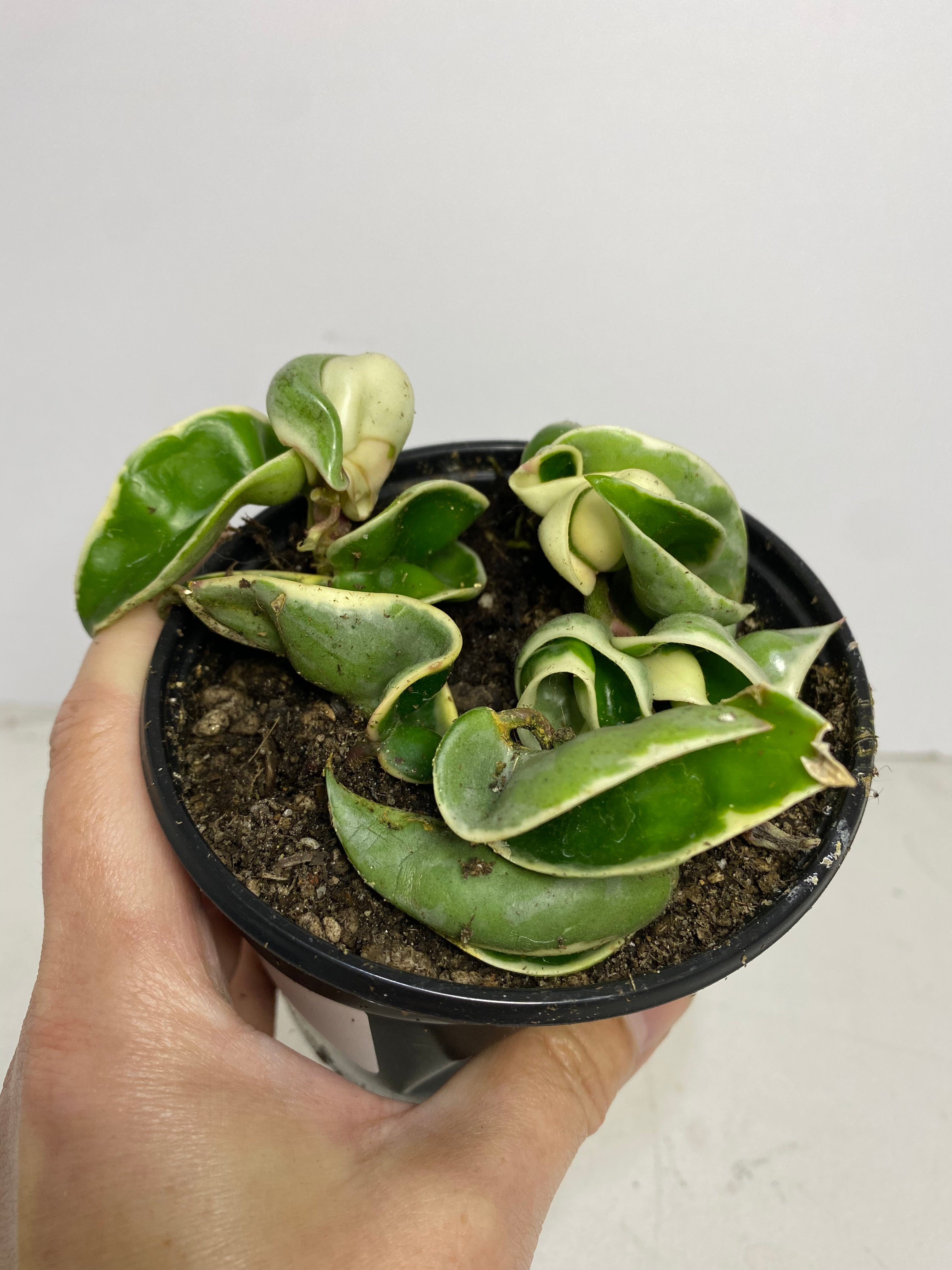 Hoya compacta 'Rope' variegata | Jade & Co