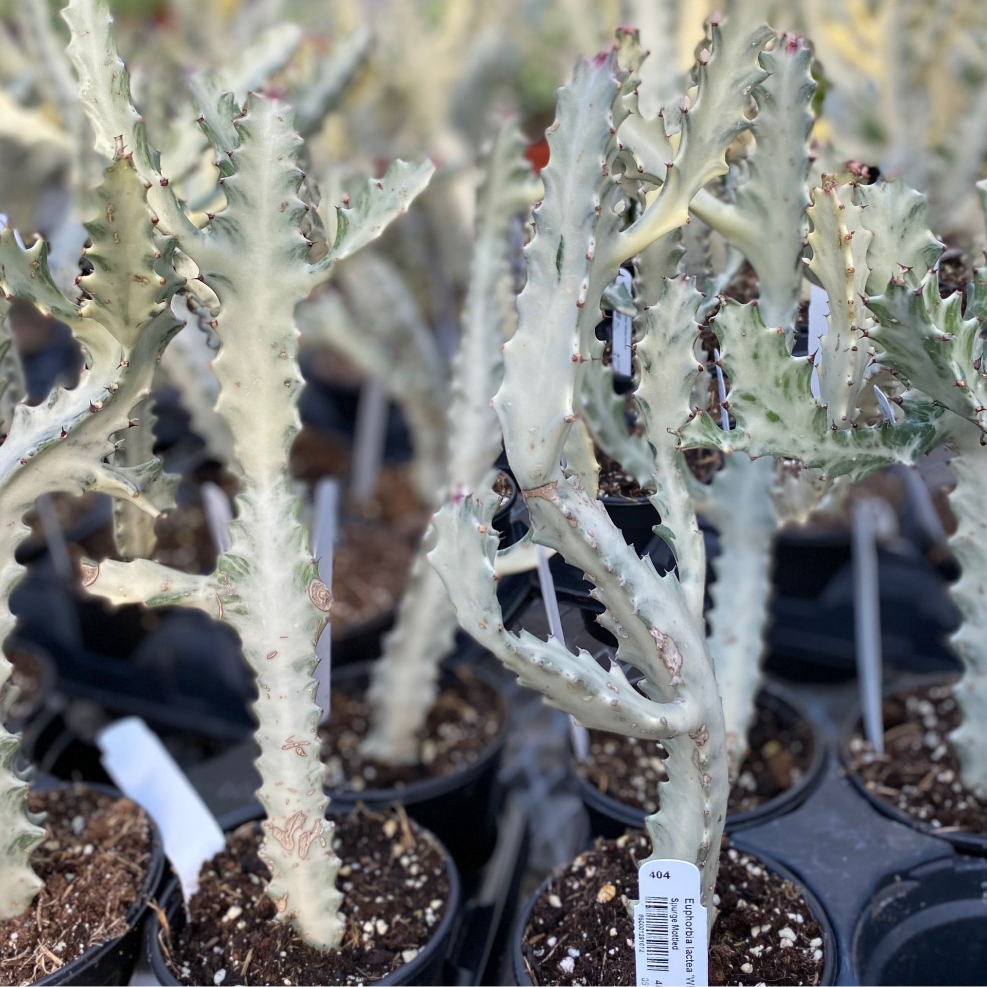 white ghost cactus flower