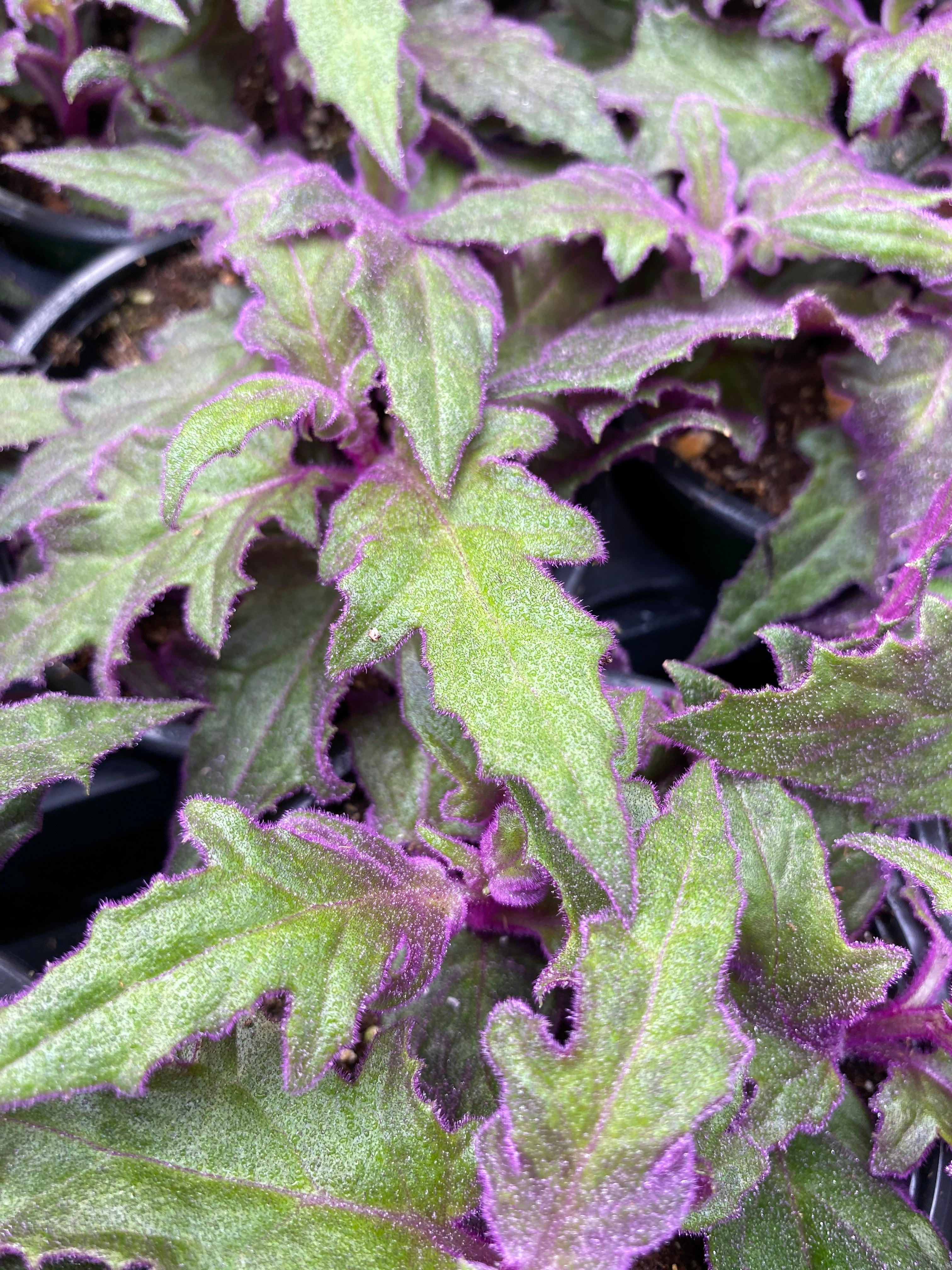 Gynura aurantiaca 'Purple Passion' | Jade & Co