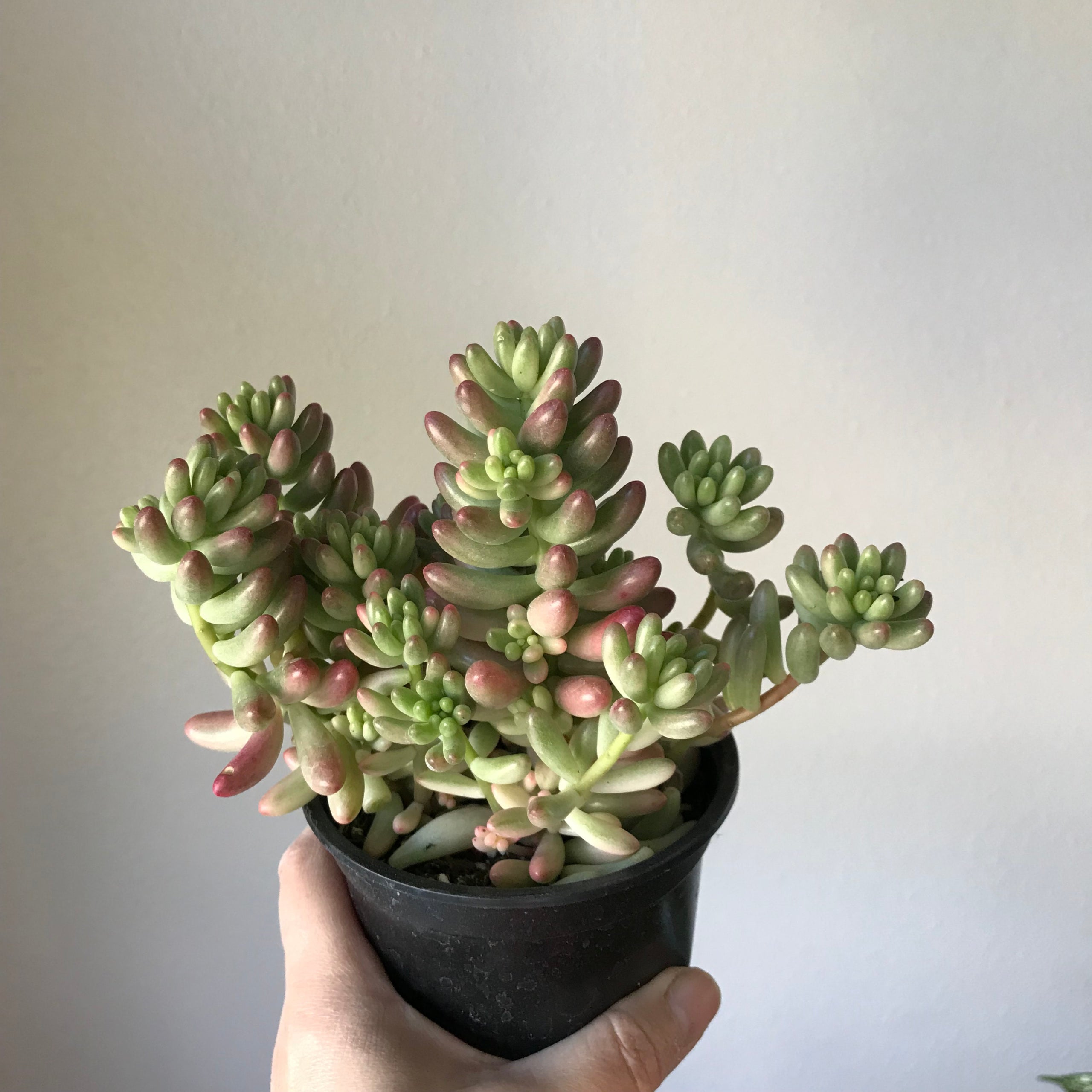 Sedum rubrotinctum 'Jelly Bean' | Jade & Co