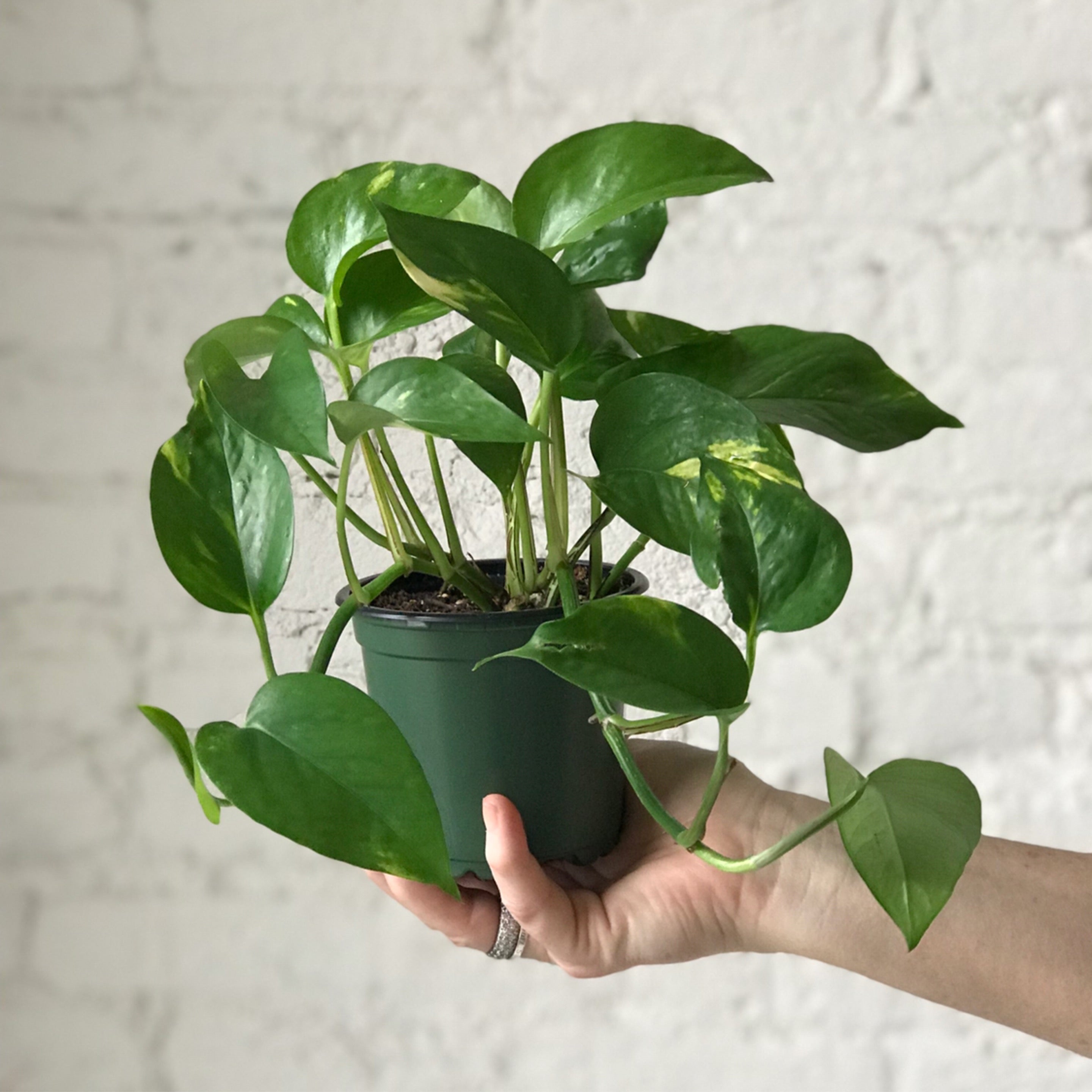The Beginner - Monthly Mystery Plant Subscription | Jade & Co