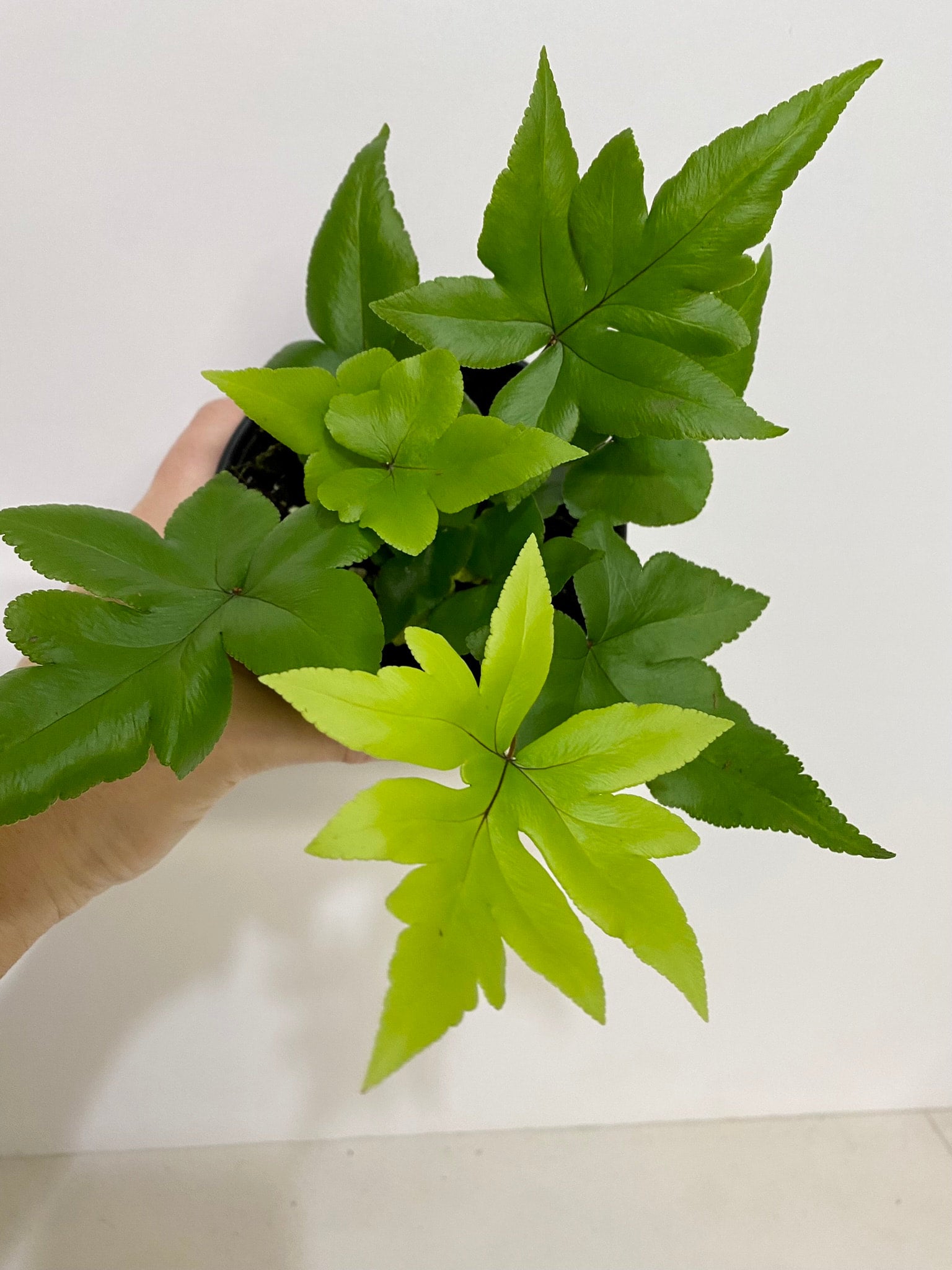 Doryopteris palmata 'Hand Fern' | Jade & Co