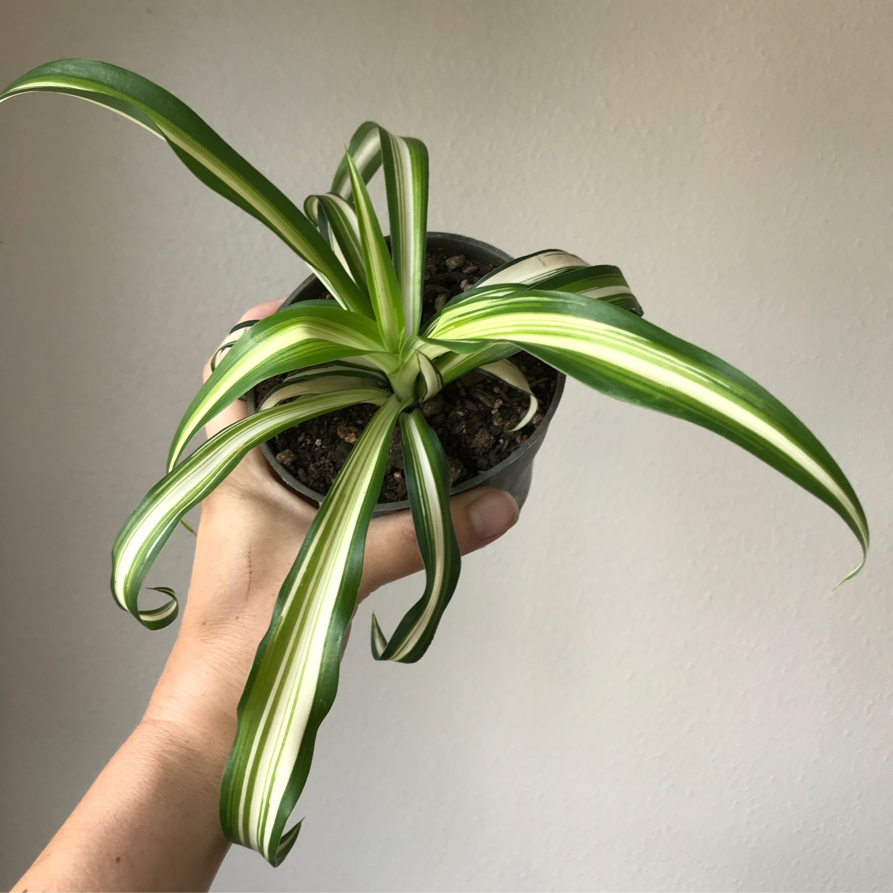 Spider Plant | Jade & Co