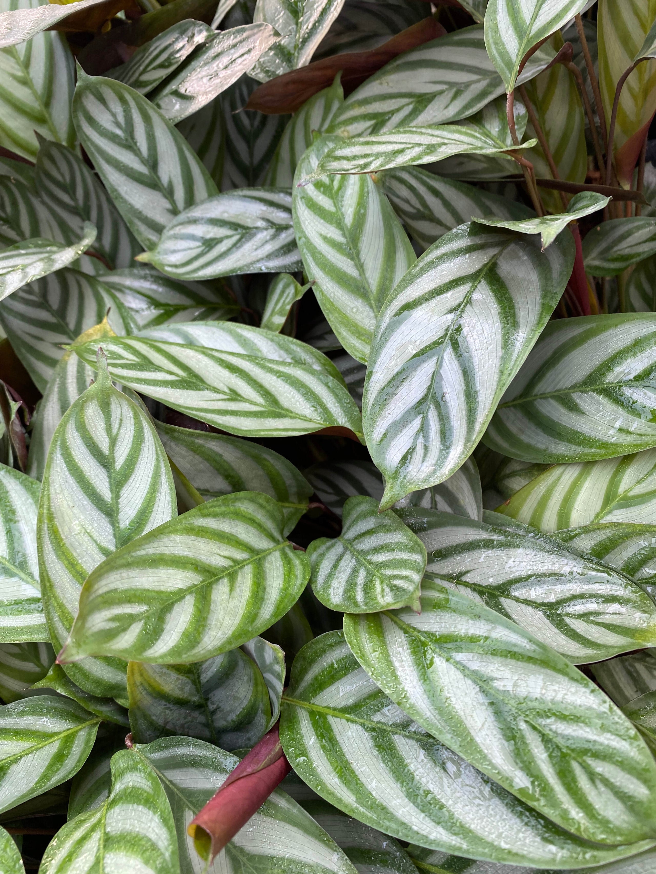 Calathea setosa ‘Compact Star' | Jade & Co