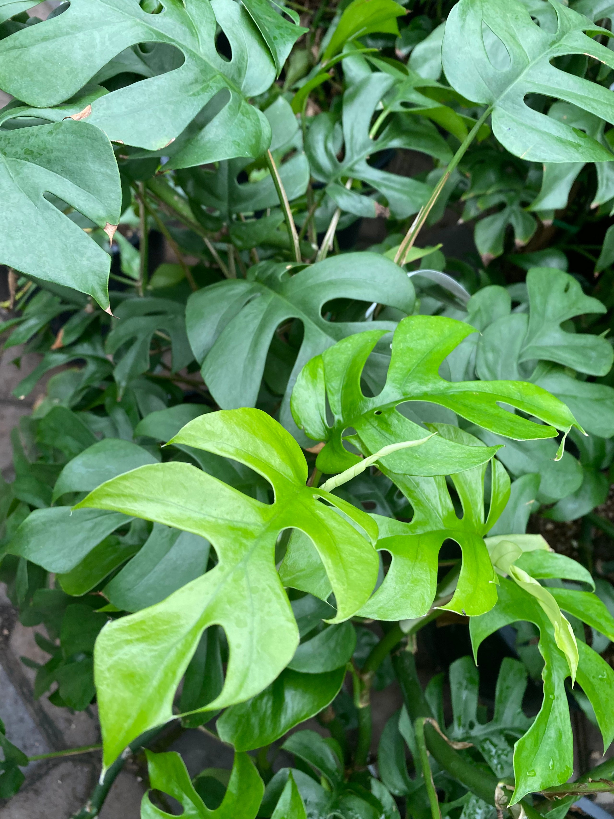 Rhaphidophora tetrasperma 'Mini Monstera' | Jade & Co
