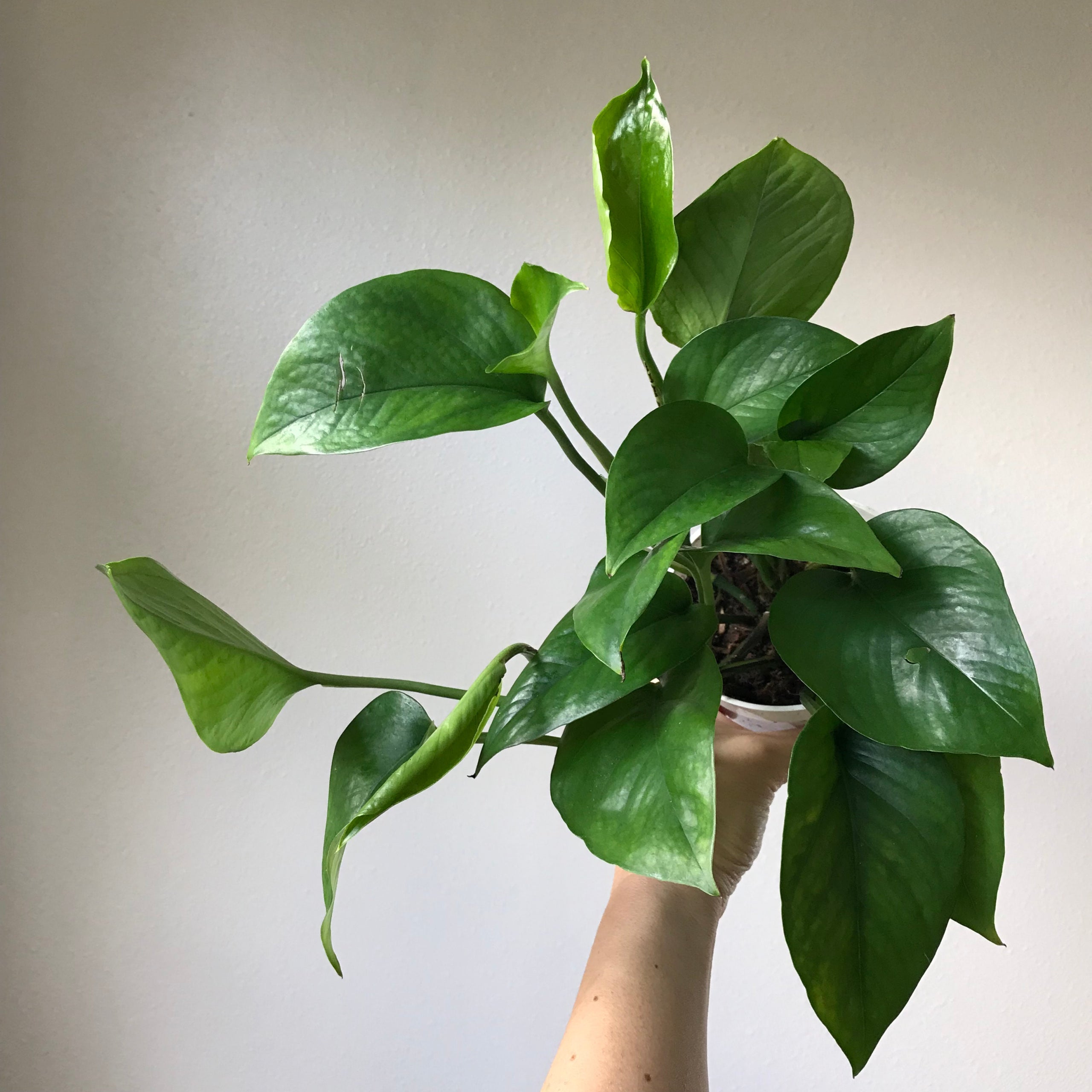 Epipremnum aureum 'Green Queen' | Jade & Co