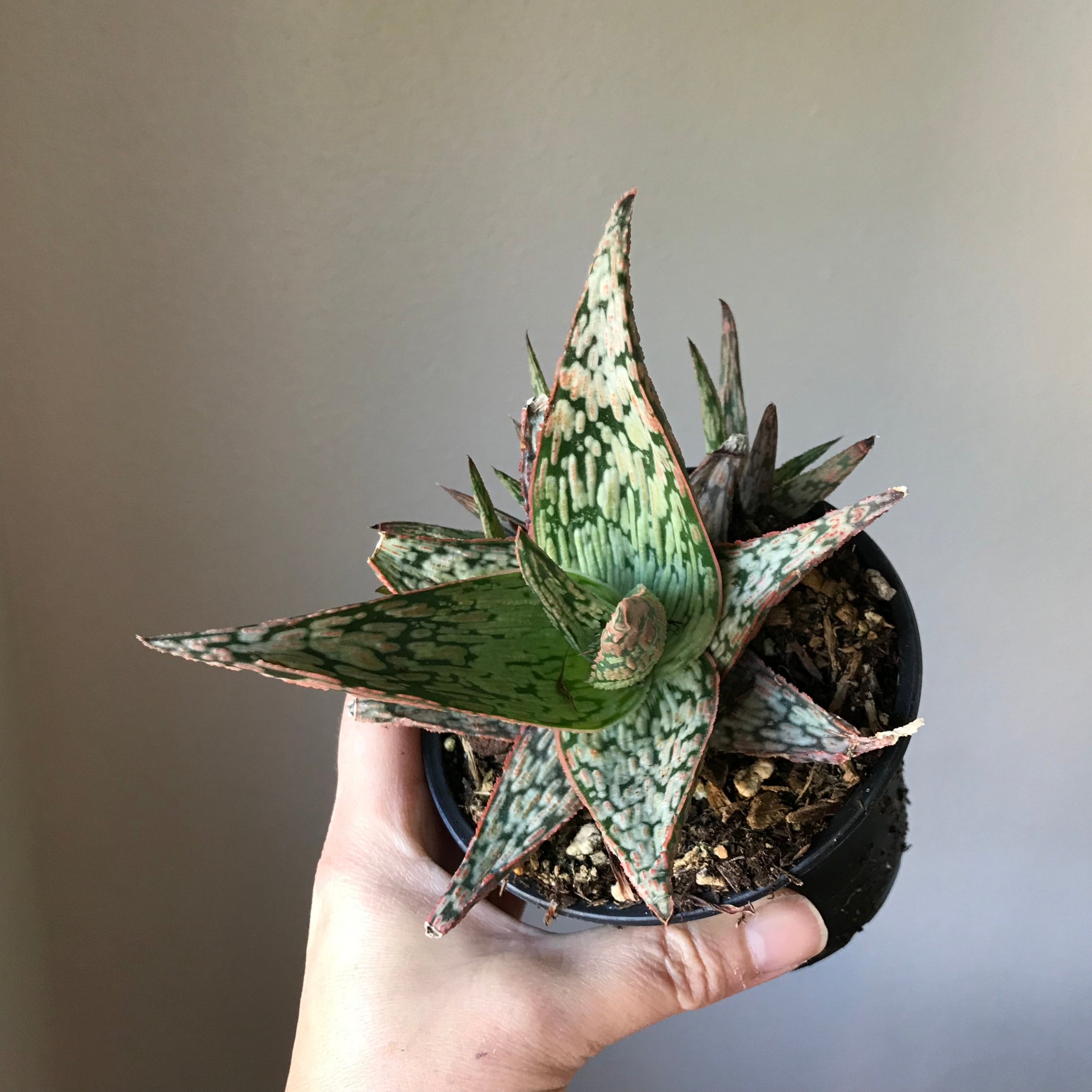 Aloe 'Pink Blush' | Jade & Co