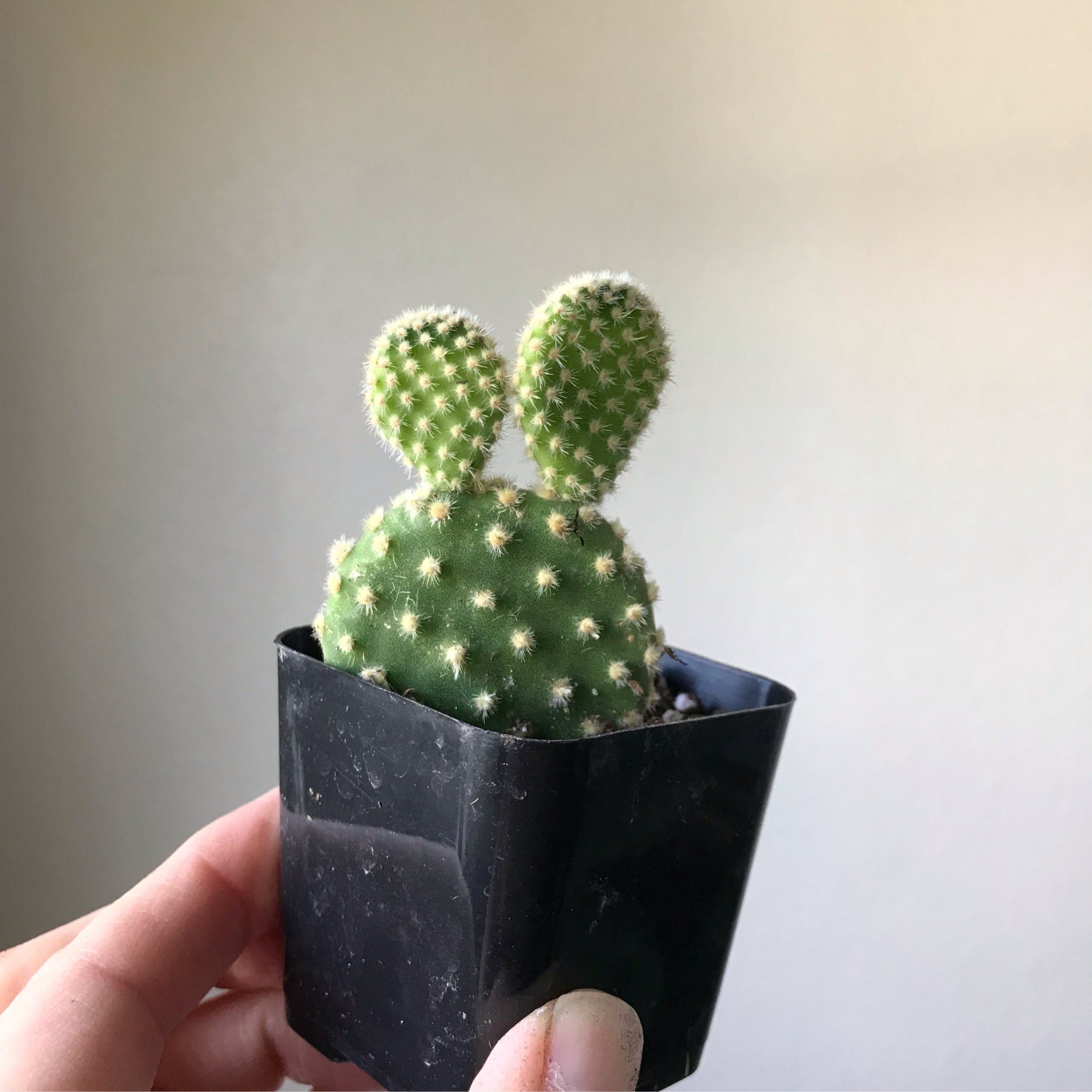Opuntia microdasys albata 'Bunny Ears' | Jade & Co