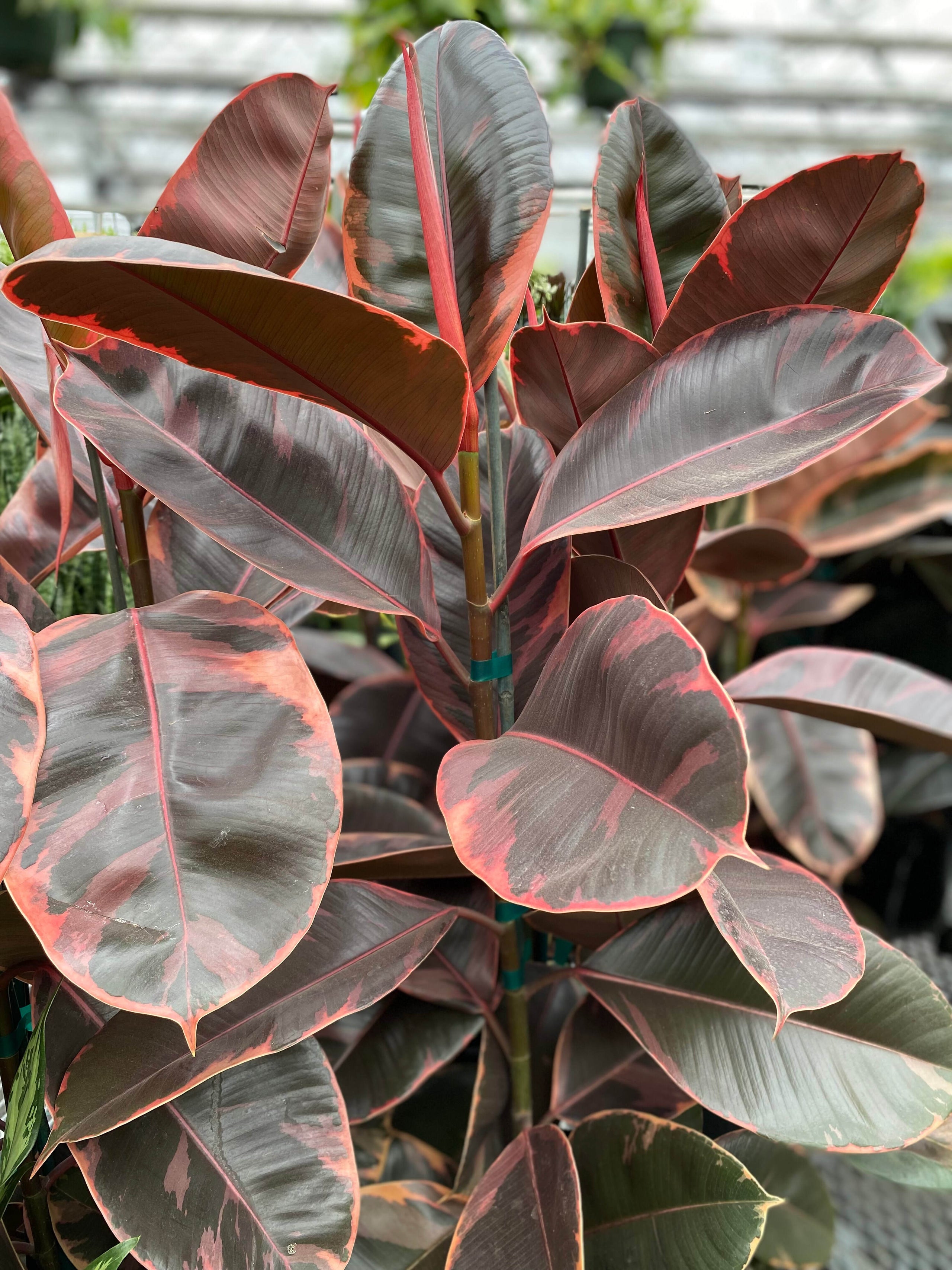 Ficus decora 'Ruby' | Jade & Co