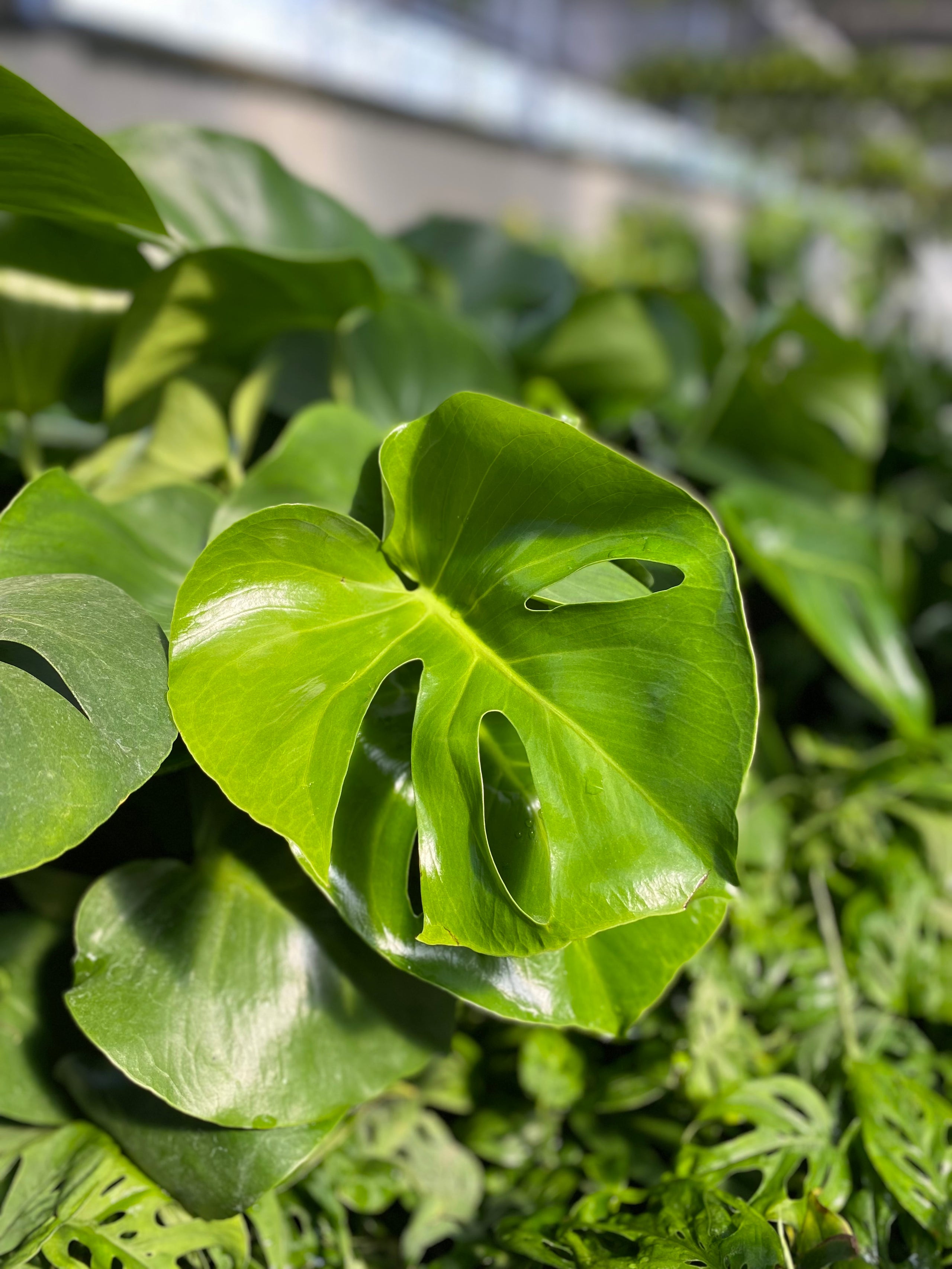 Philodendron Monstera Deliciosa | Jade & Co