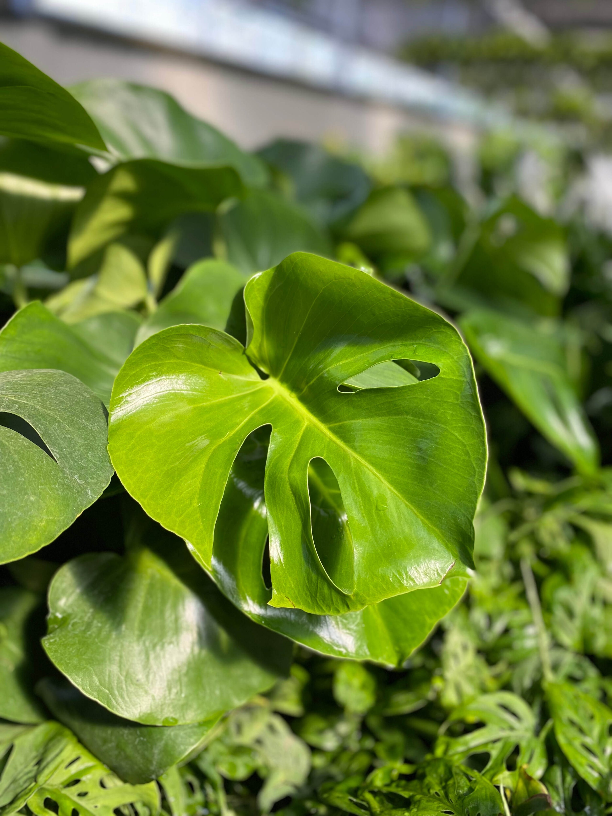 Philodendron Monstera deliciosa | Jade & Co