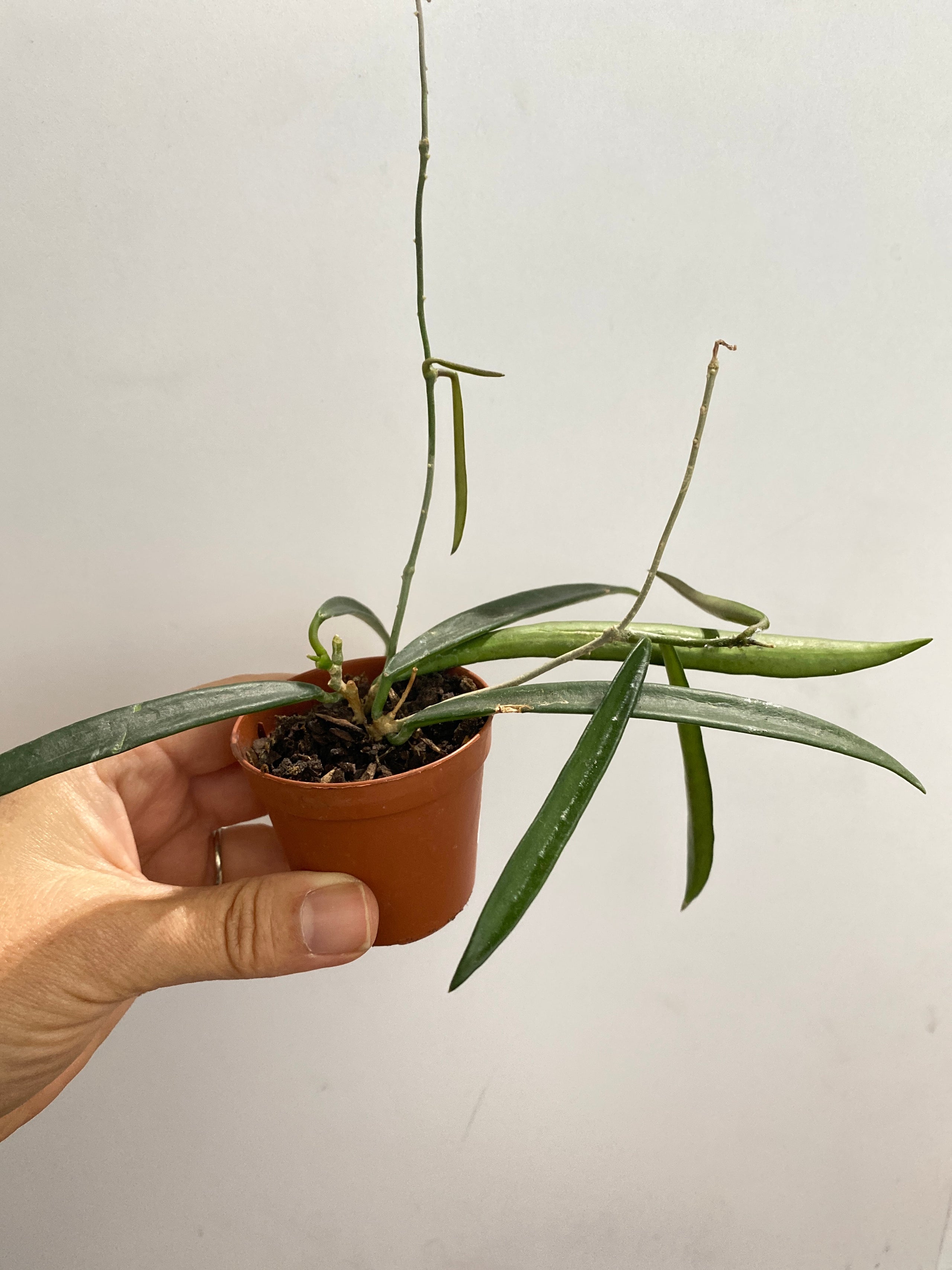 Hoya shepherdii 'String Bean' | Jade & Co