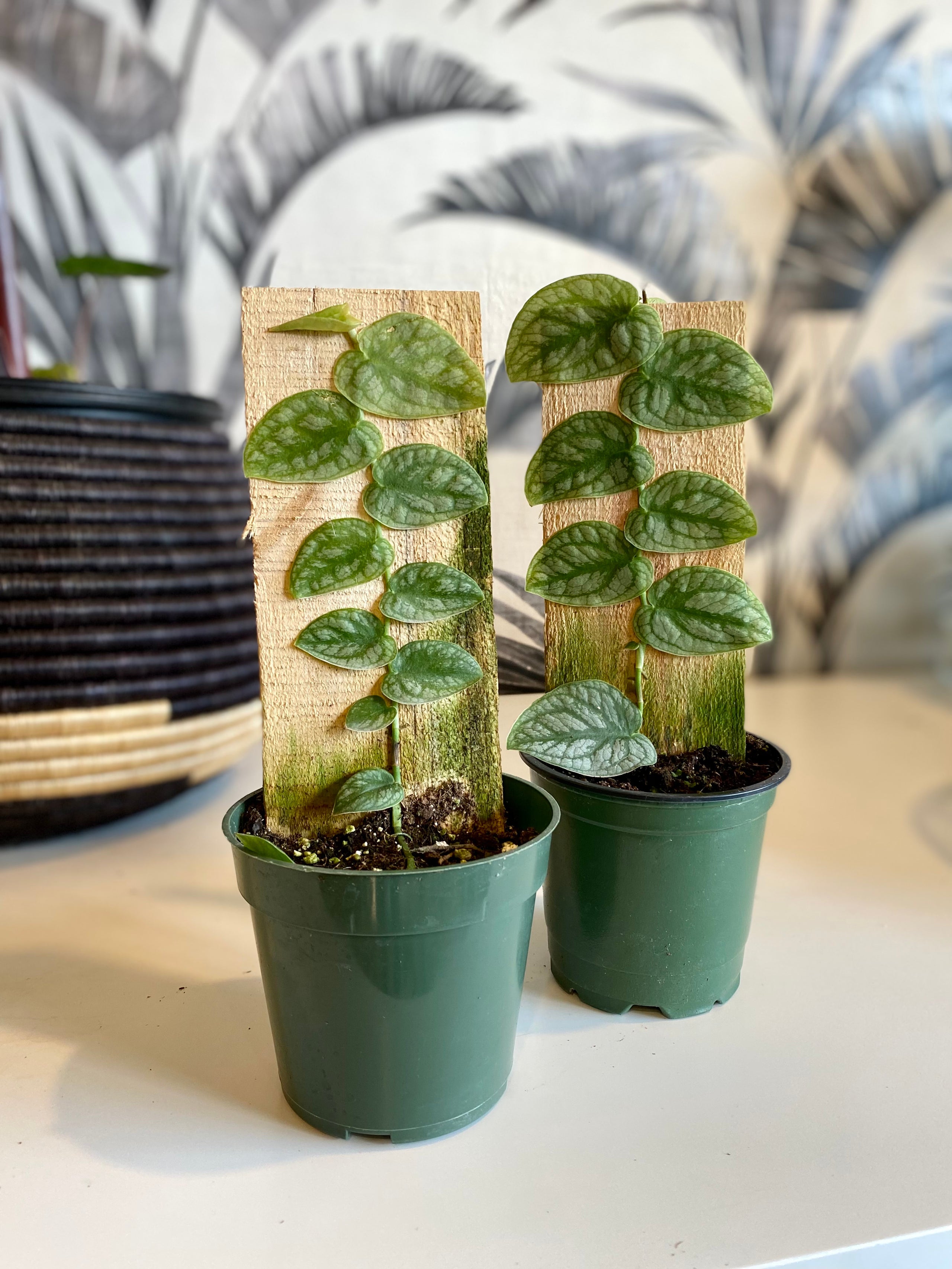 Monstera dubia Shingle Plant | Jade & Co