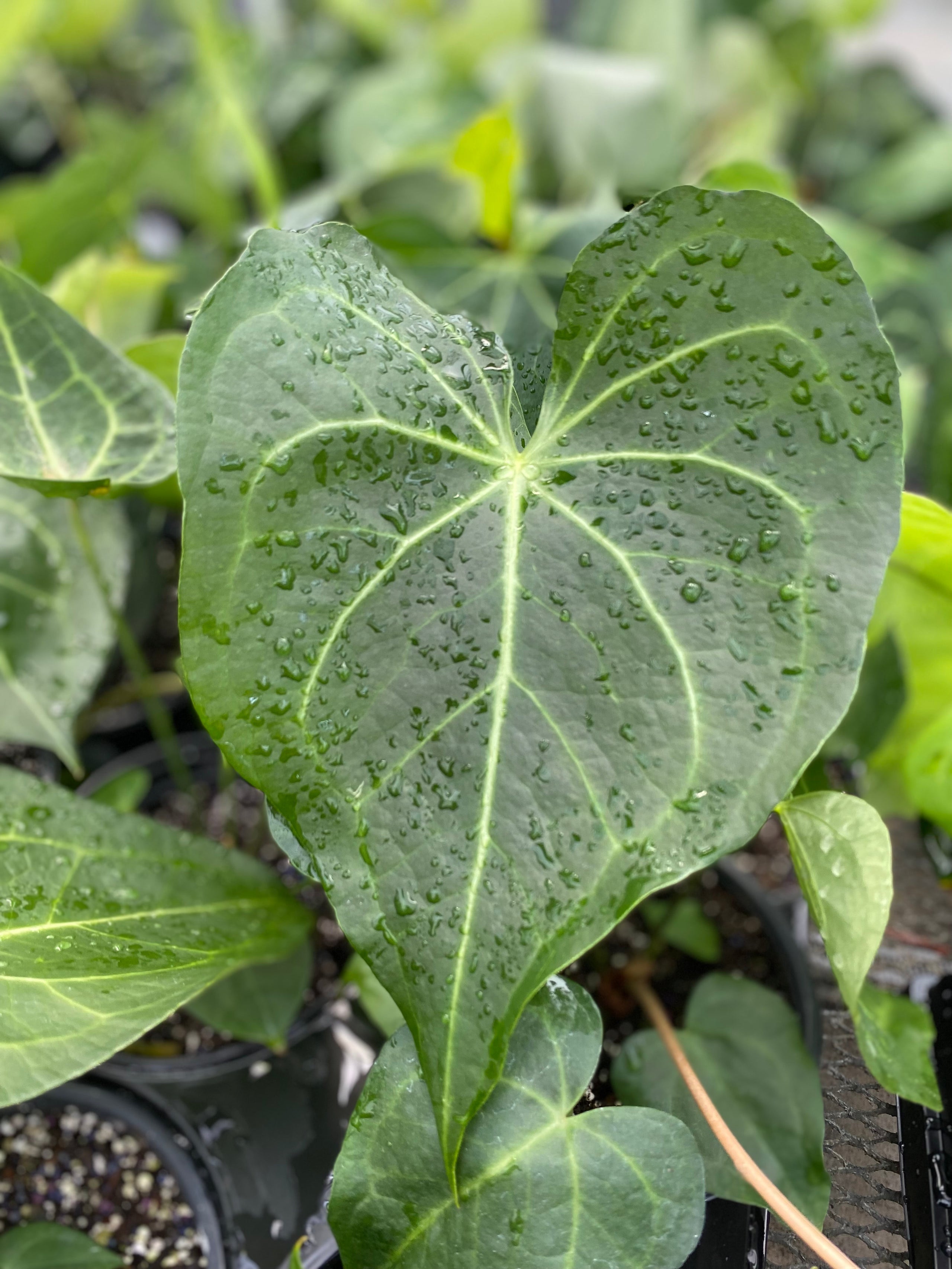 Anthurium clarinervium | Jade & Co