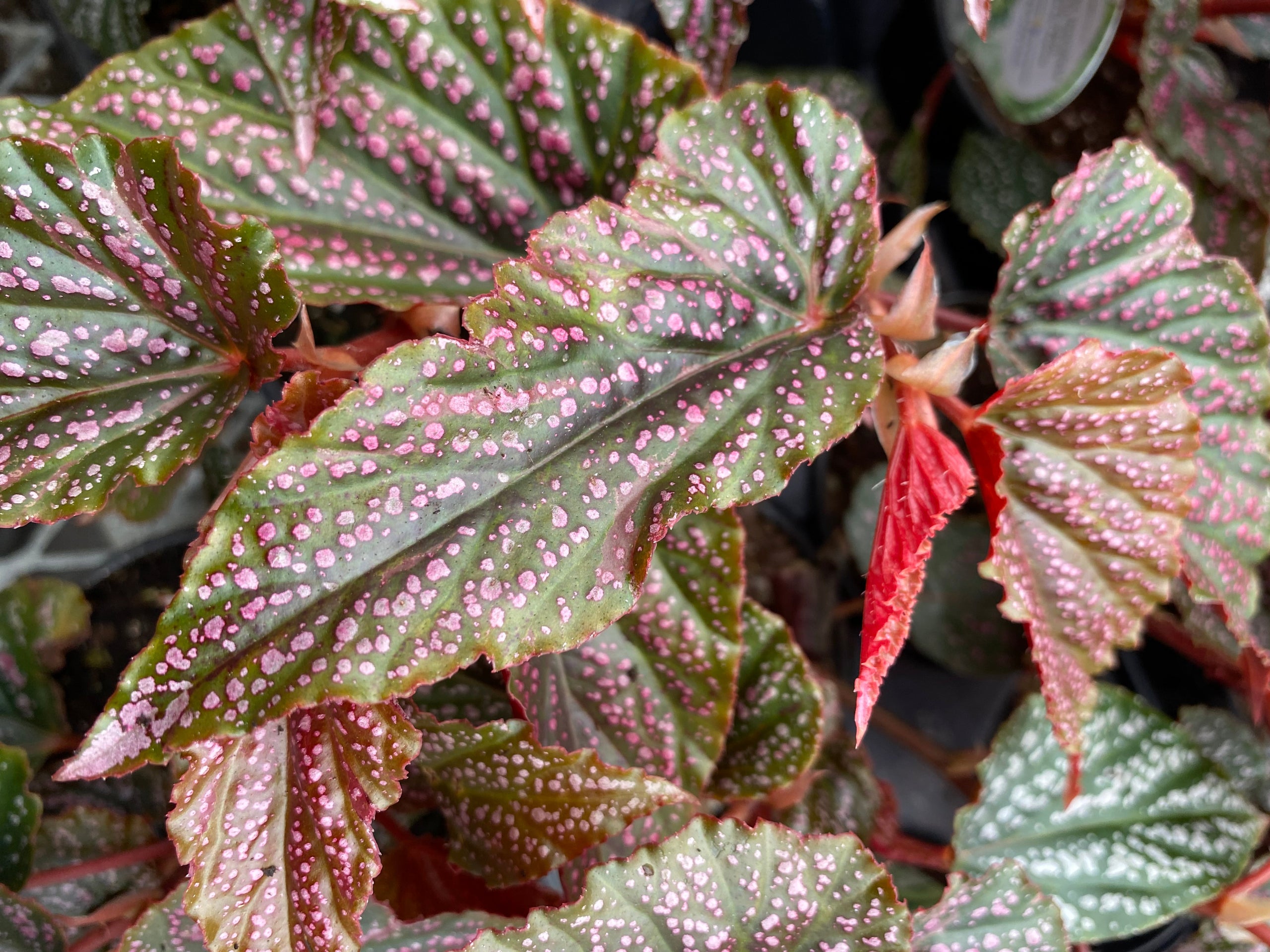 Begonia maculata 'Pink Spot' | Jade & Co