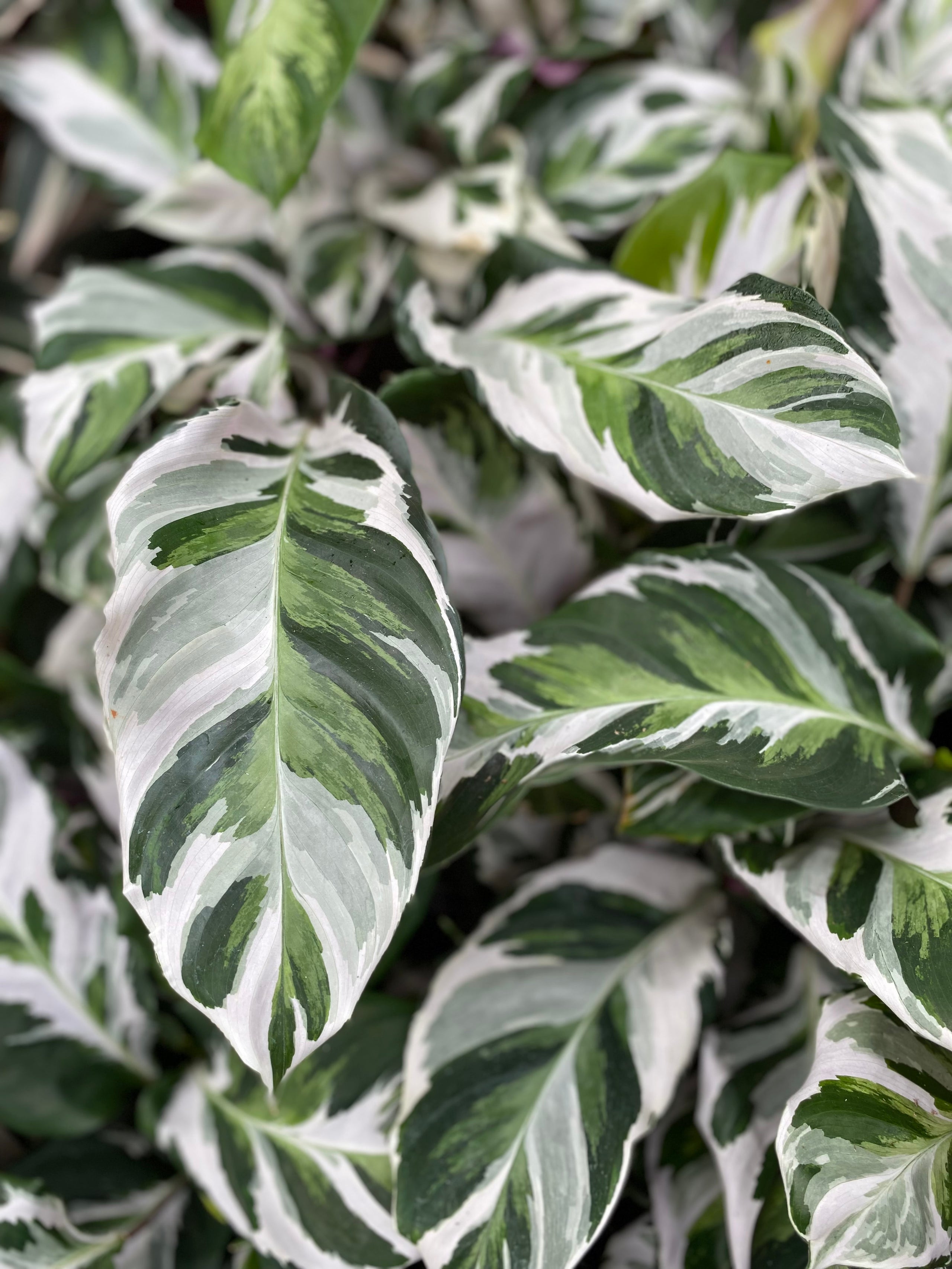 Calathea 'Stella' | Jade & Co