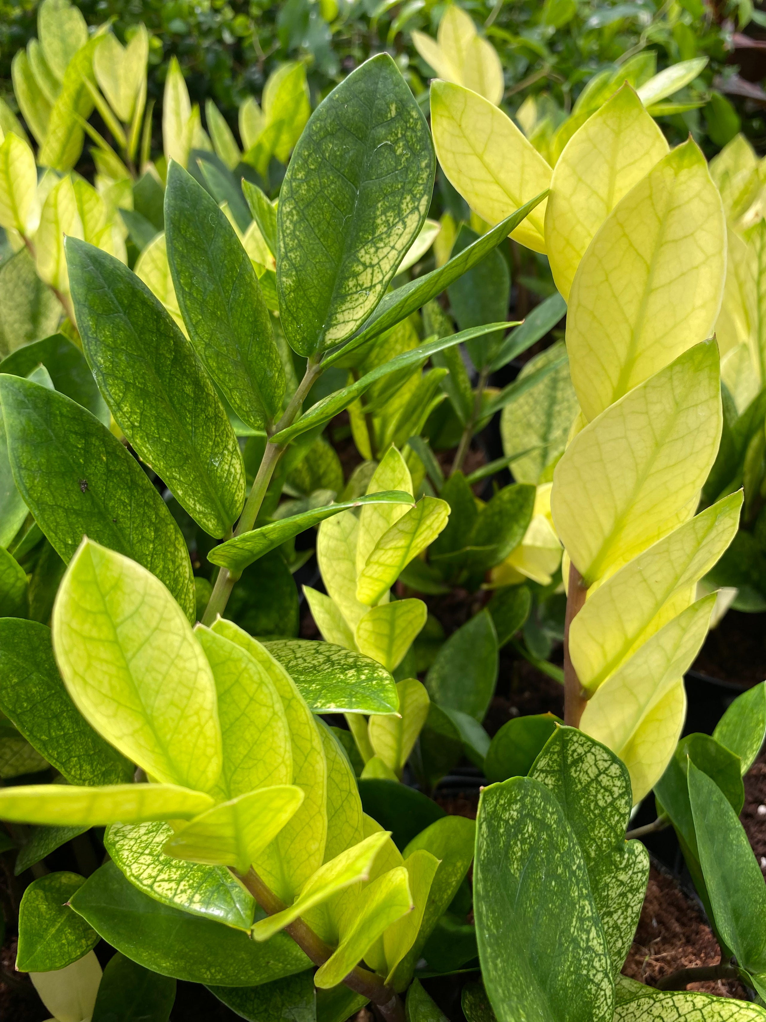 ZZ 'Chameleon' | Jade & Co