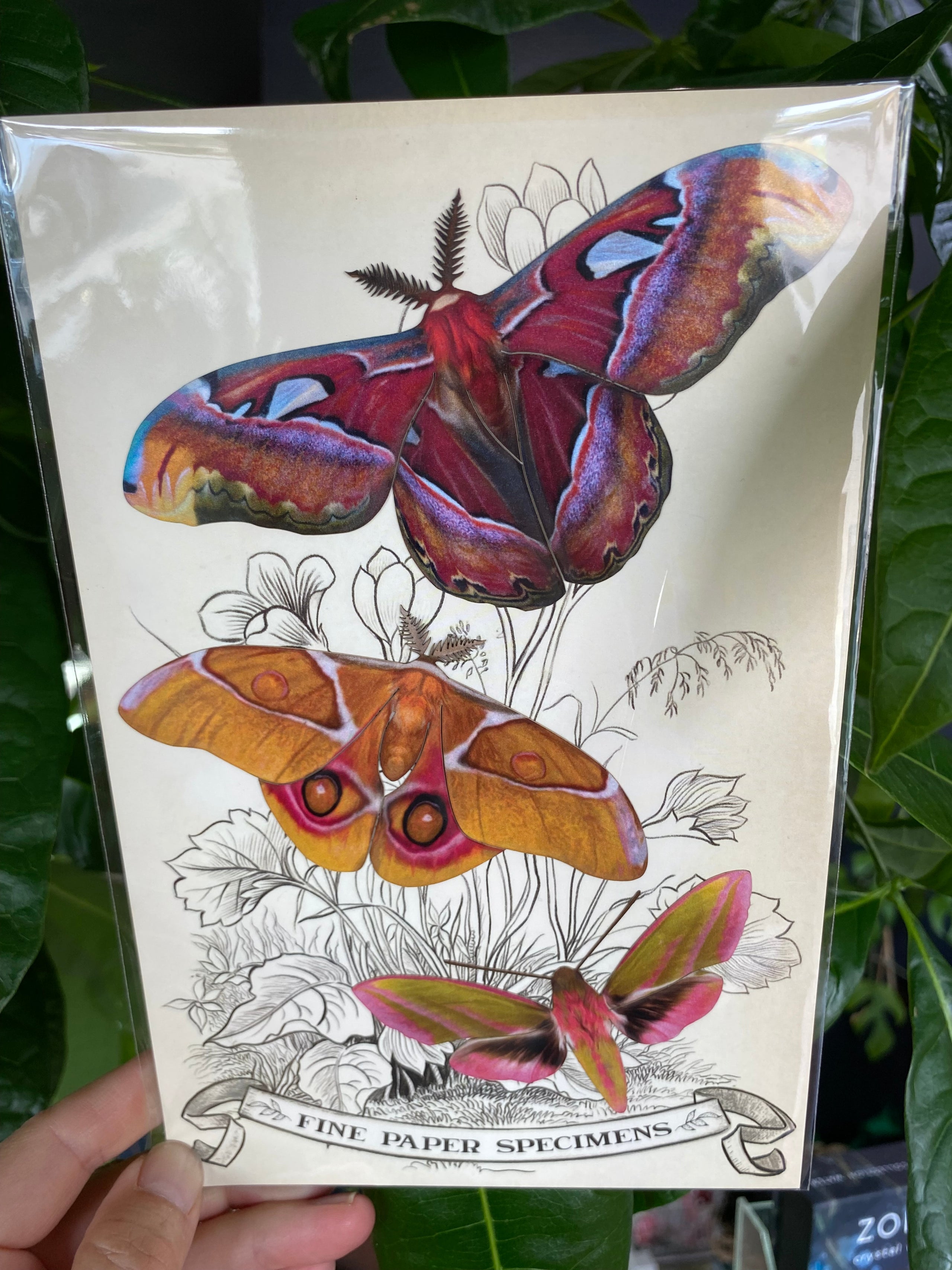 Amber Atlas Moth Paper Specimens | Jade & Co