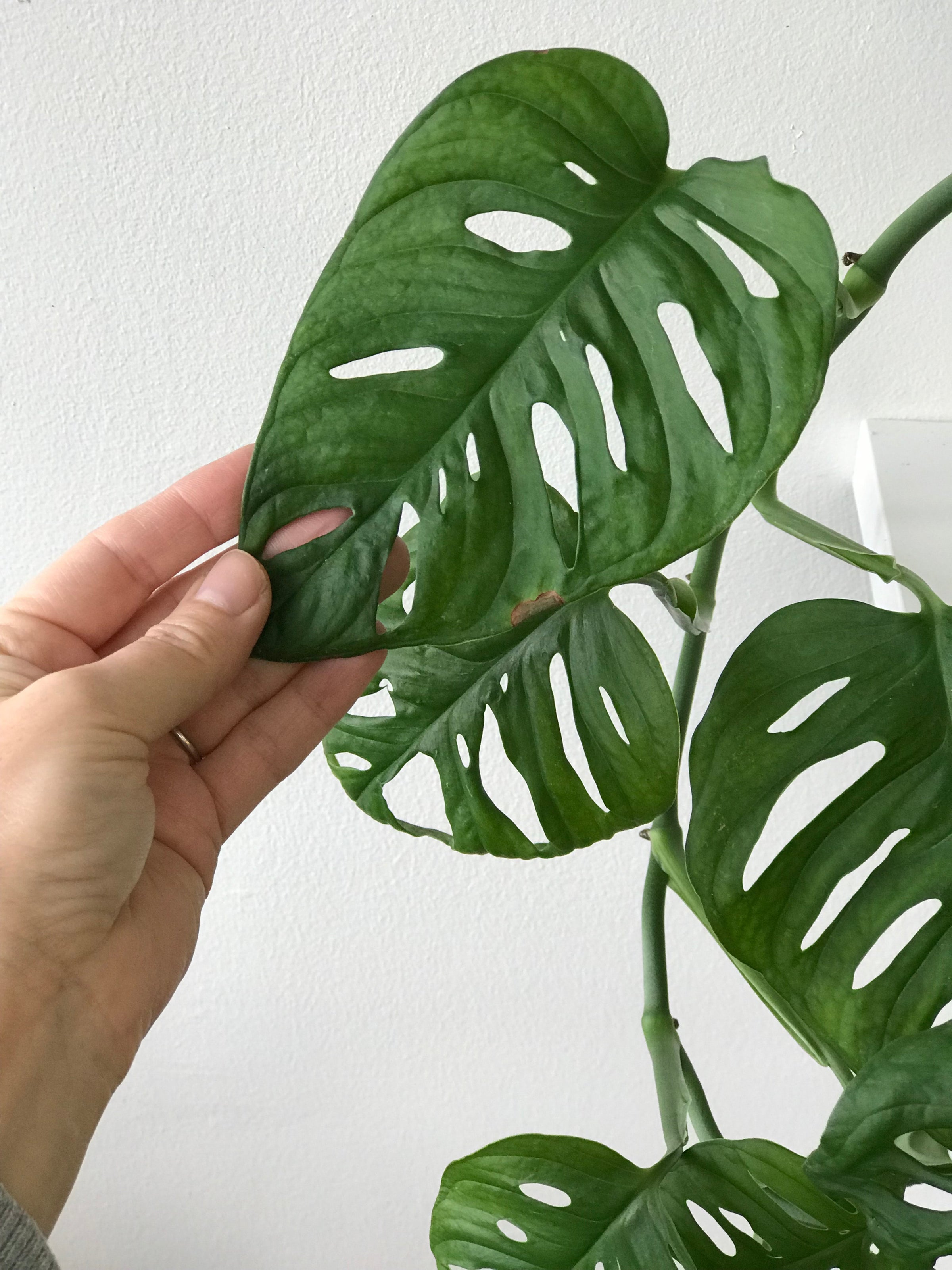 Adanson's Swiss Cheese Monstera 'Adansonii' | Jade & Co