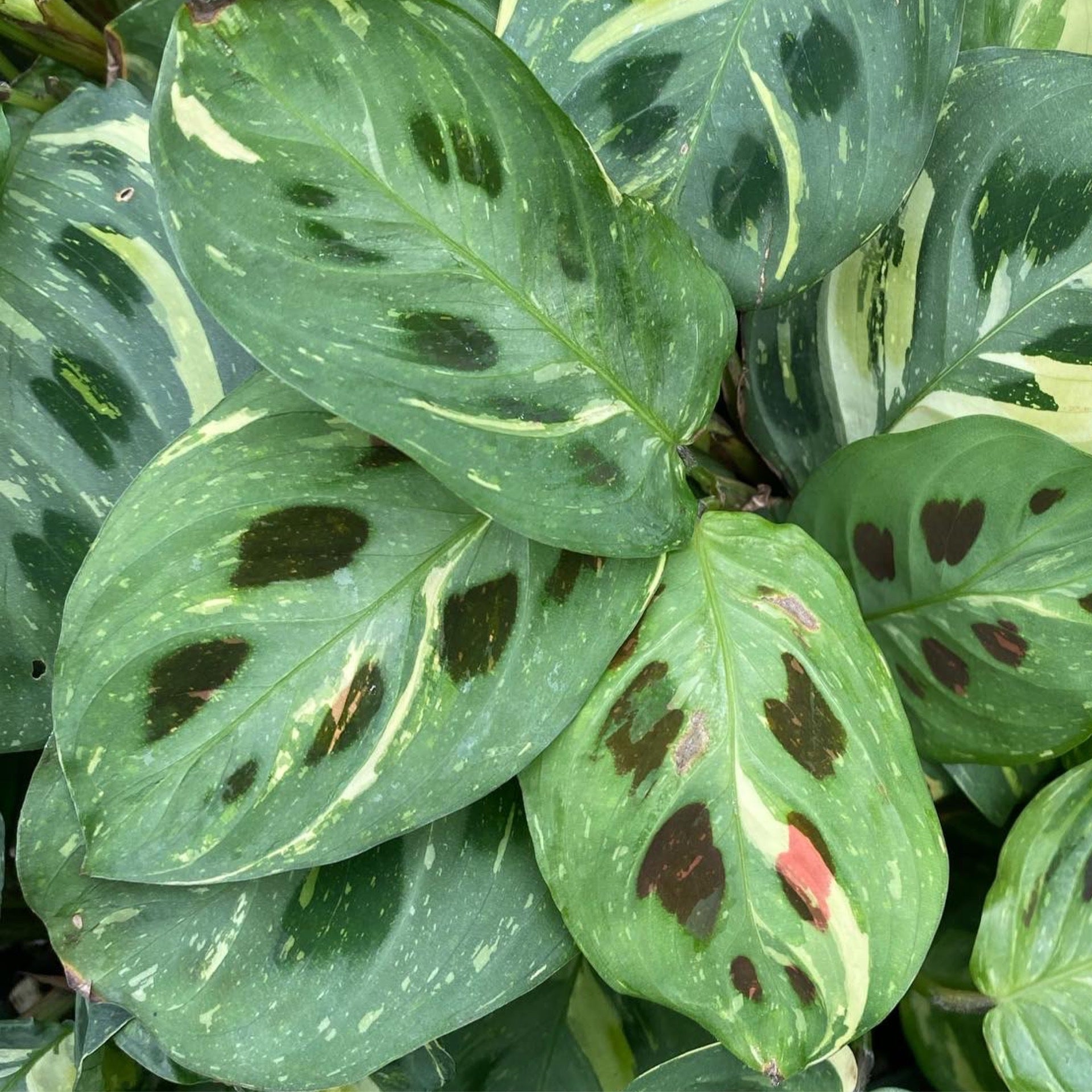 Maranta leuconeura variegata | Jade & Co
