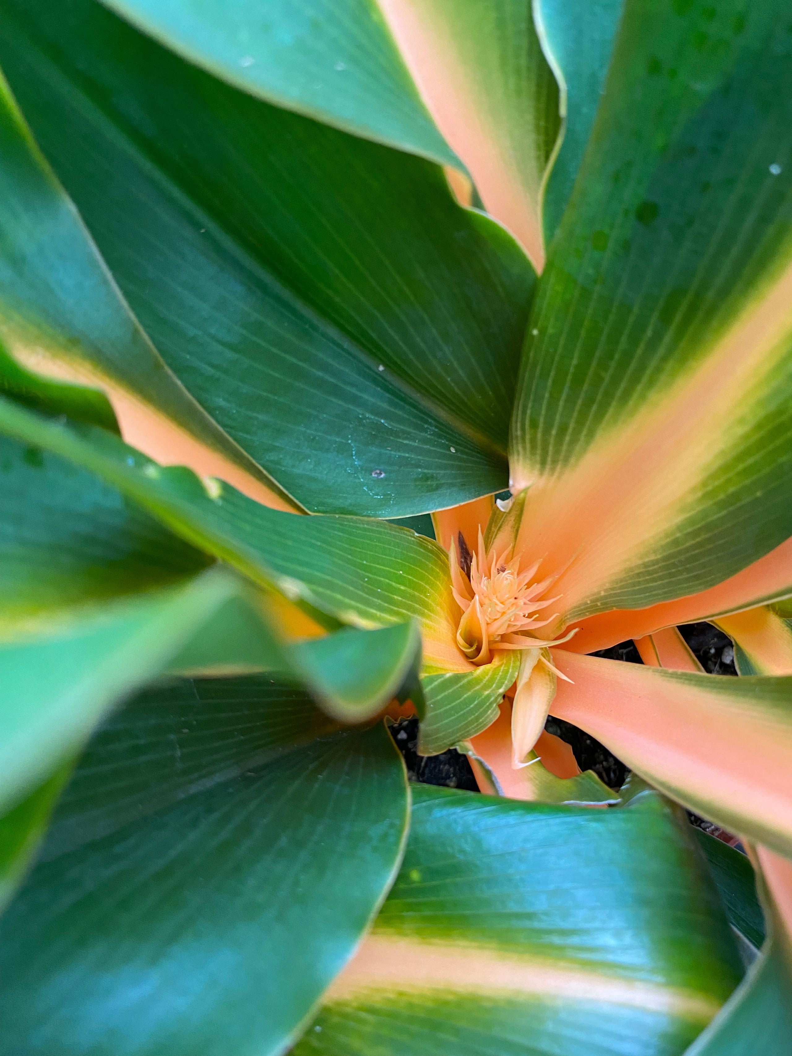 Chlorophytum amaniense 'Orange Mandarin' | Jade & Co