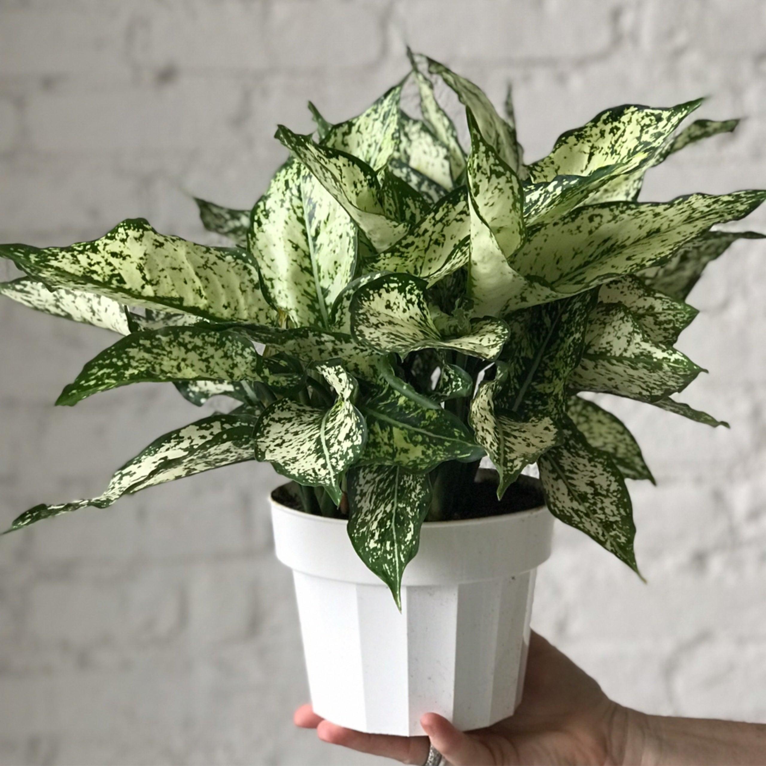 The Jade - Monthly Mystery Plant Subscription | Jade & Co